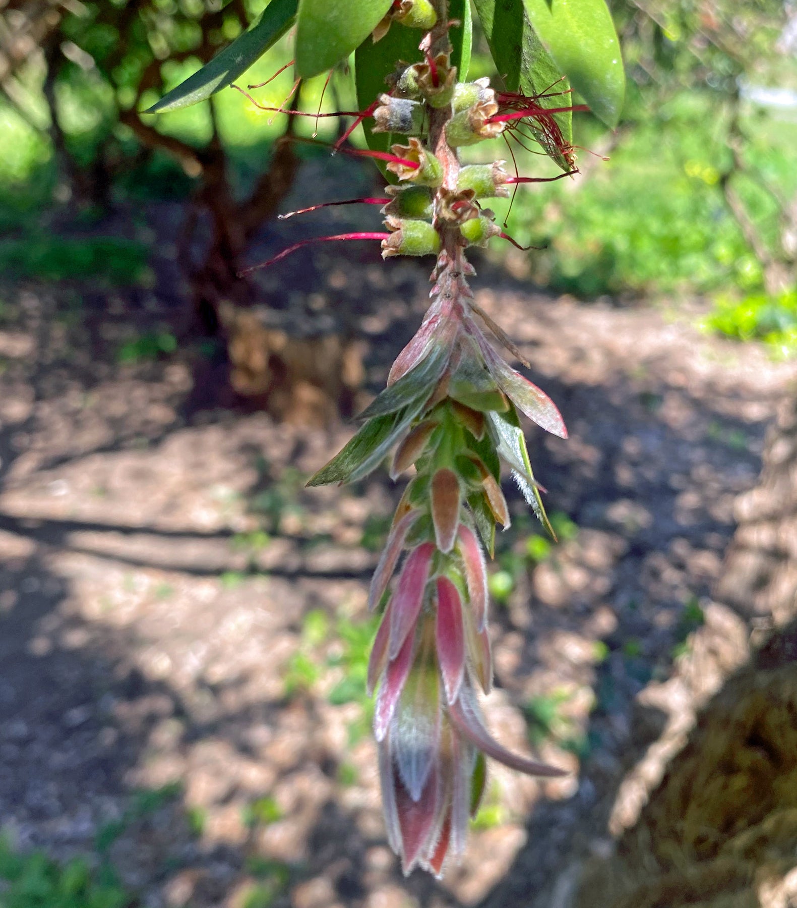 Callistemon speciosus | Albany Bottlebrush | 100 Seeds