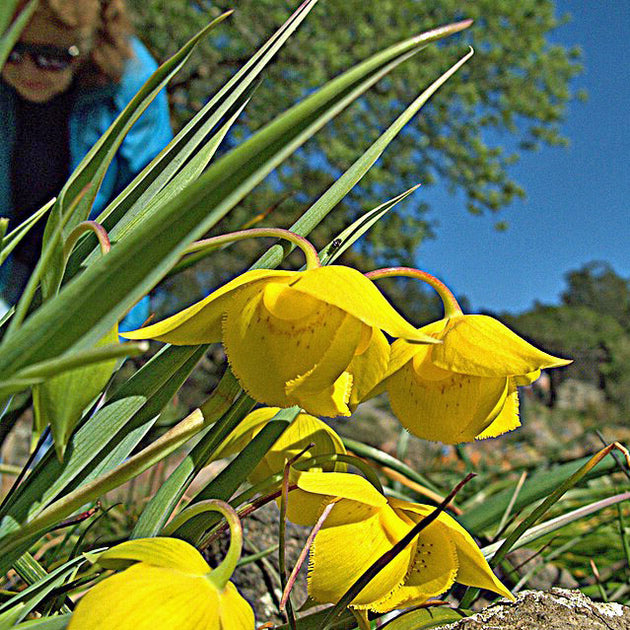 Calochortus amabilis | Diogenes | 10 Seeds