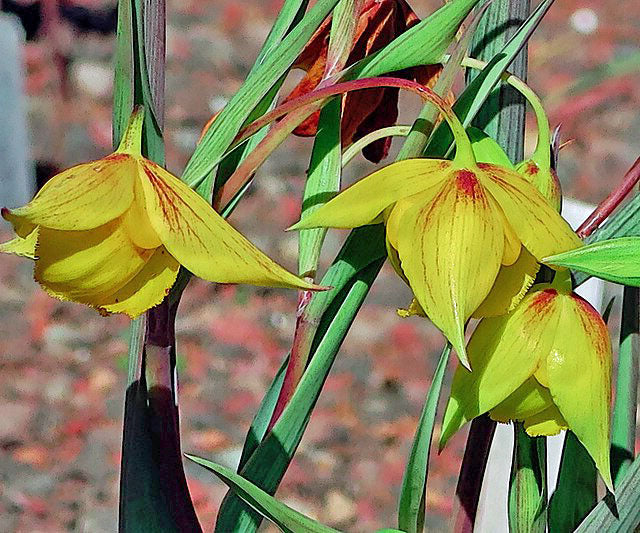Calochortus amabilis | Diogenes | 10 Seeds
