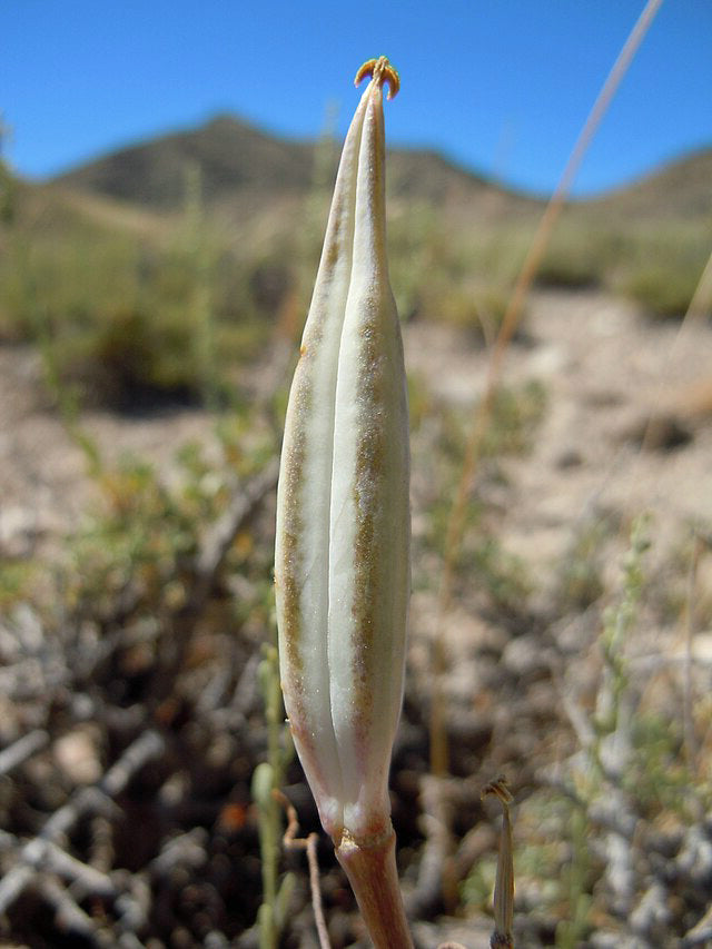 Calochortus bruneaunis | Green Stripe Mariposa Lily | 10 Seeds
