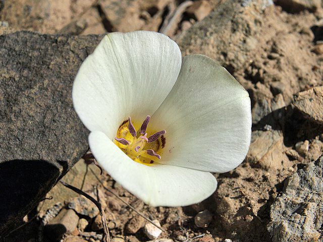 Calochortus bruneaunis | Green Stripe Mariposa Lily | 10 Seeds