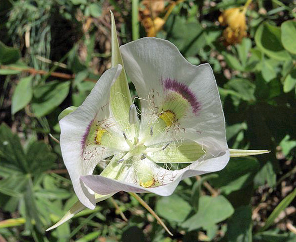 Calochortus eurycarpus | Sagebrush Mariposa Lily | 10 Seeds