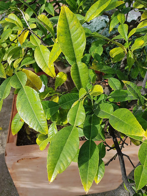 Citrus macroptera | Wild Orange | 5 Seeds