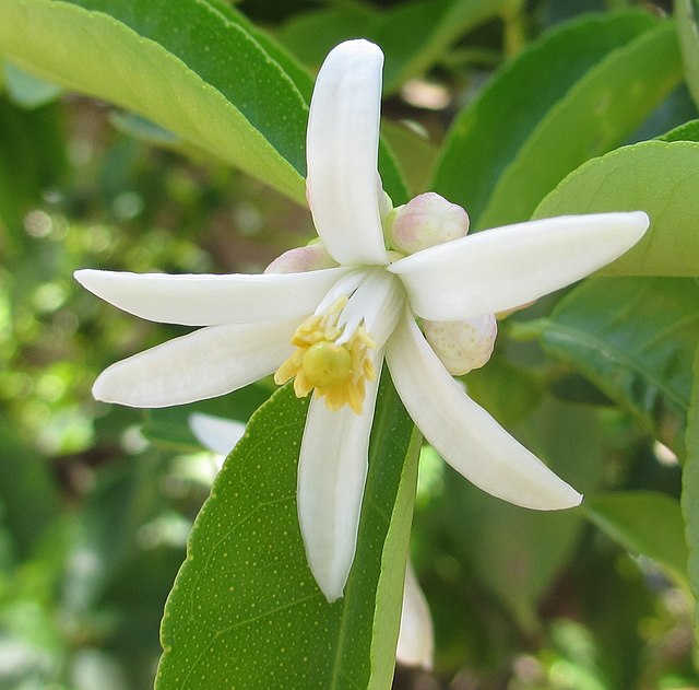 Citrus jambhiri | Rough Lemon | Jambhiri | 5 Seeds