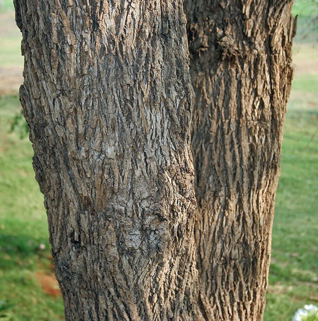 Cordia dichotoma | Clammy Cherry | 10 Seeds