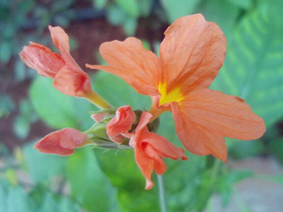 Crossandra infundibuliformis | Orange Firecracker Flower | 70 Seeds