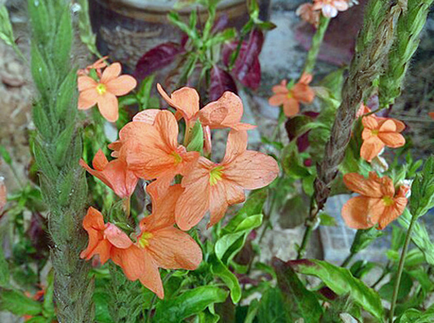 Crossandra infundibuliformis | Orange Firecracker Flower | 25 Seeds