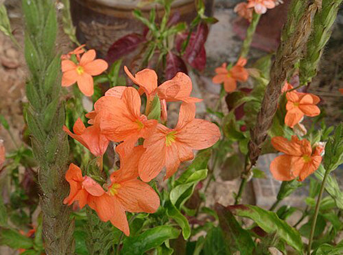 Crossandra infundibuliformis | Orange Firecracker Flower | 70 Seeds