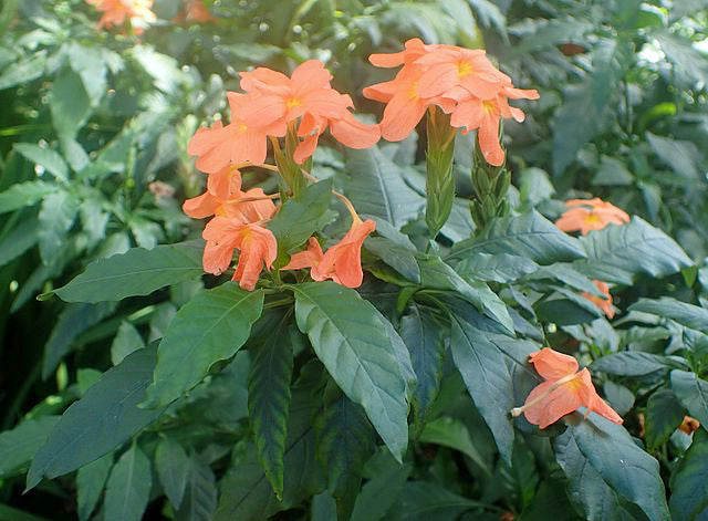 Crossandra infundibuliformis | Orange Firecracker Flower | 20 Seeds