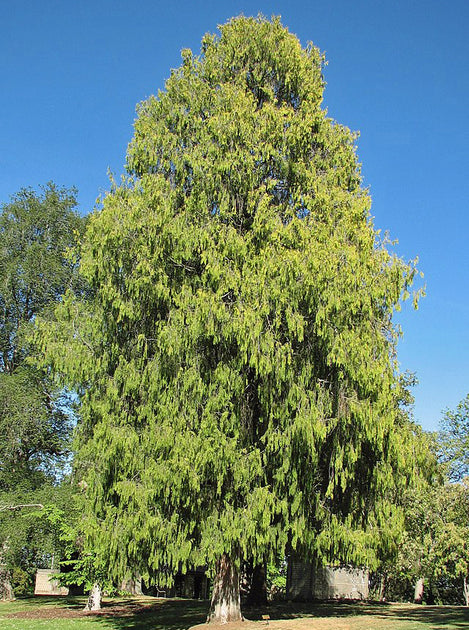 Cupressus funebris | Chinese Weeping Cypress | 20 Seeds
