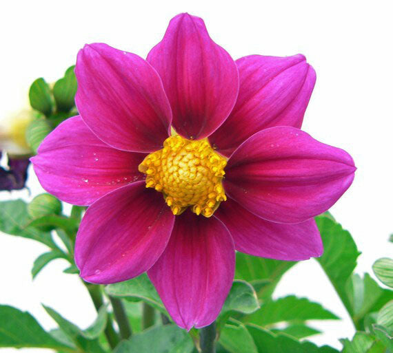 Dahlia variabilis | Mignon Rose | 20 Seeds