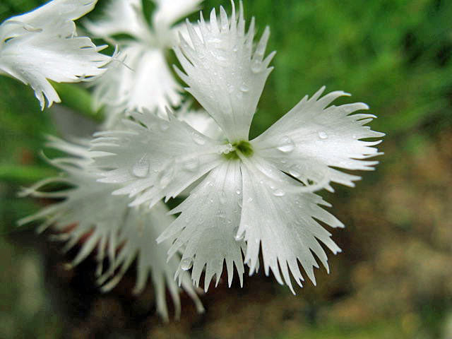 Dianthus strictus var. bebius | 20 Seeds