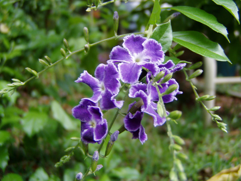 Duranta erecta | Sweet Memories | 10 Seeds