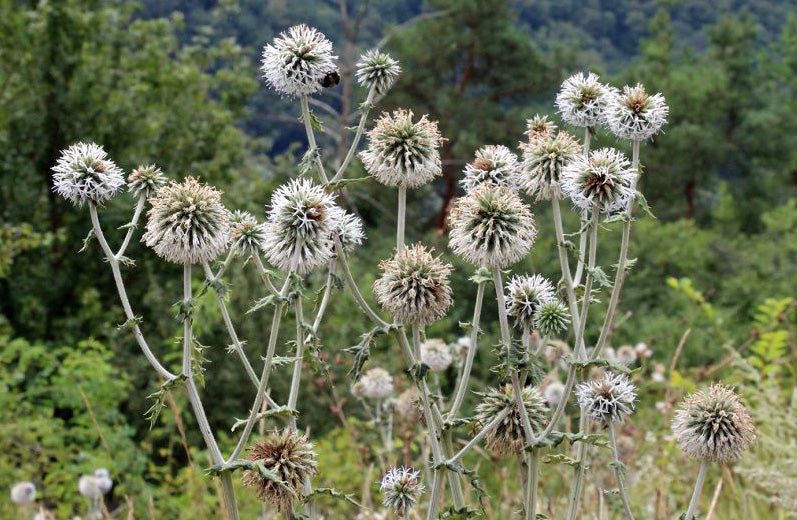 Echinops tjanschanicus | Tianshan Globe Thistle | 10 Seeds