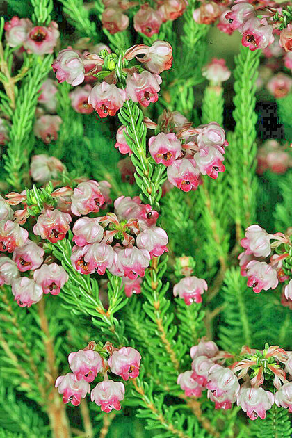 Erica baccans | Berry Heath | 100 Seeds