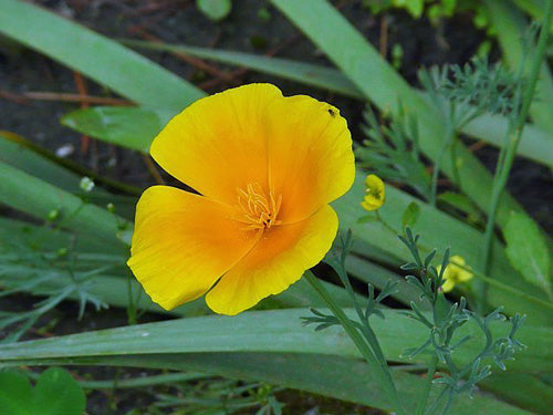 Eschscholzia caespitosa | Dwarf California Poppy | 50 Seeds