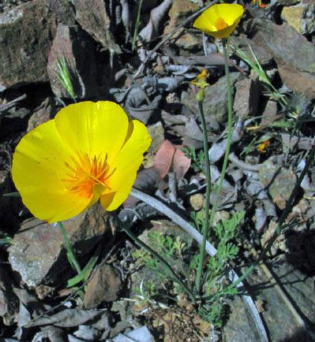 Eschscholzia caespitosa | Dwarf California Poppy | 50 Seeds