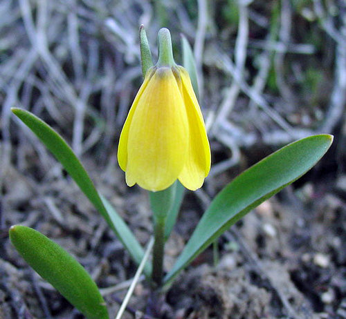 Fritillaria pudica | Yellow Fritillary | 10 Seeds