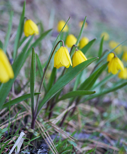 Fritillaria pudica | Yellow Fritillary | 10 Seeds