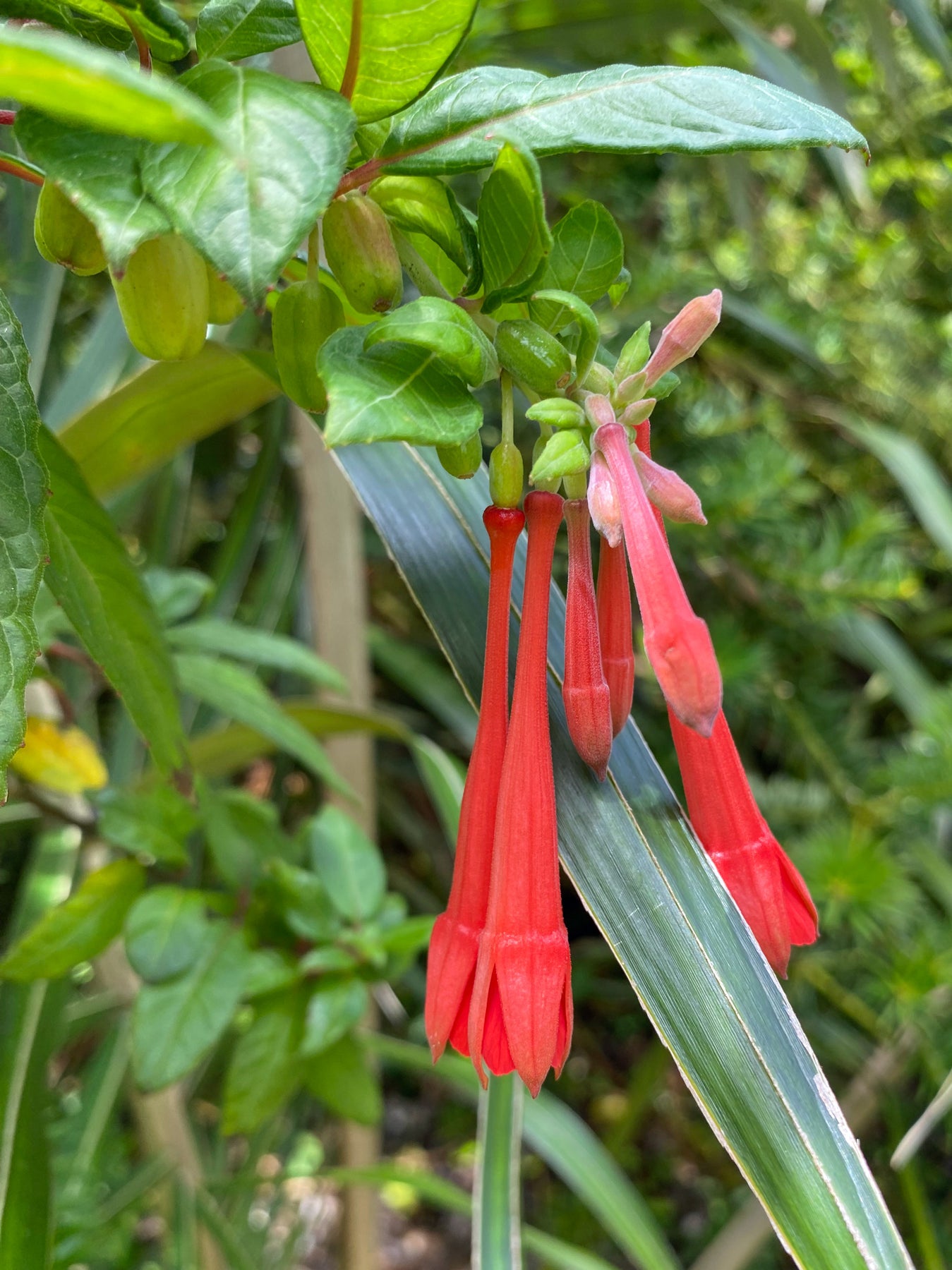 Fuchsia vulcanica | 20 Seeds
