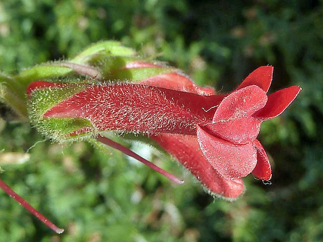 Gambelia speciosa | Showy Island Snapdragon | 20 Seeds