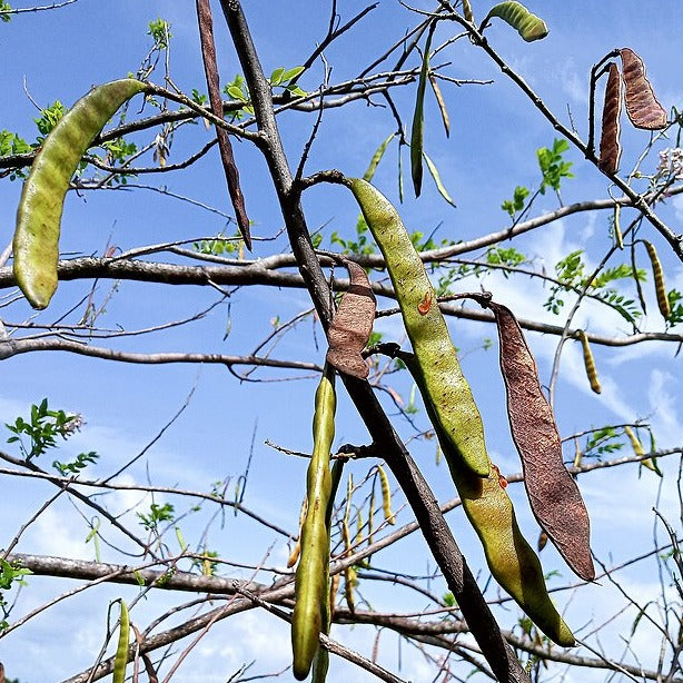Gliricidia sepium | Quick Stick | 10 Seeds