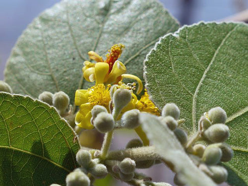 Grewia asiatica | Phalsa | Falsa | 10 Seeds