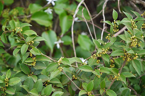 Gymnema sylvestre | Gymnema | Gurmar | 5 Seeds