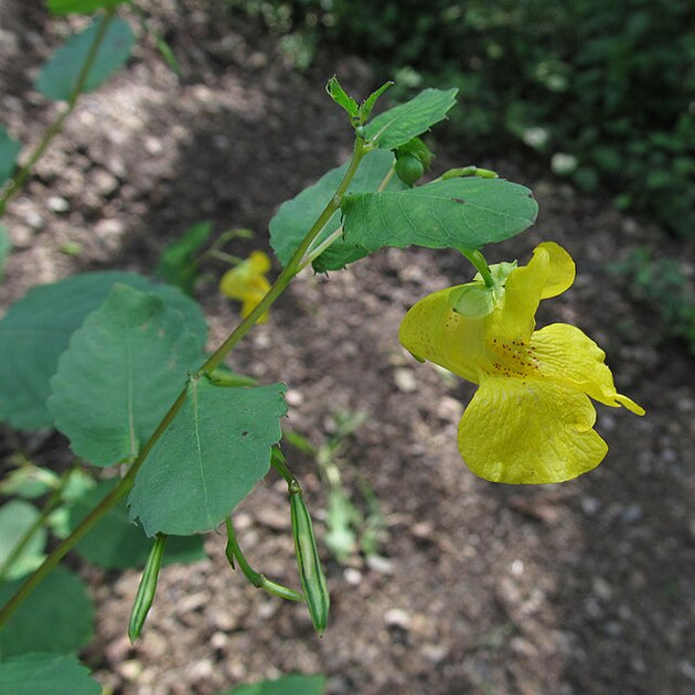Impatiens pallida | Yellow Jewelweed | 10 Seeds