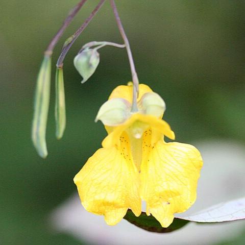 Impatiens pallida | Yellow Jewelweed | 10 Seeds