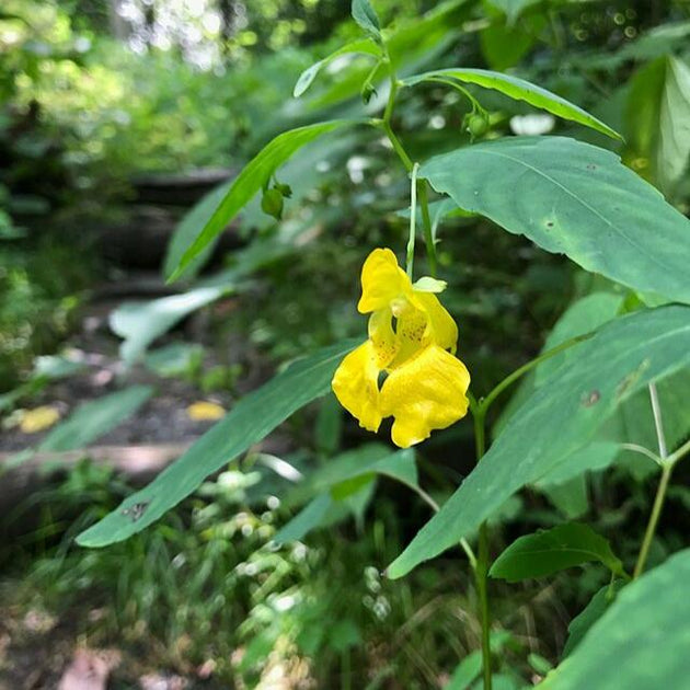 Impatiens pallida | Yellow Jewelweed | 10 Seeds