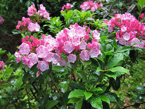 Kalmia latifolia | Mountain Laurel | 50 Seeds