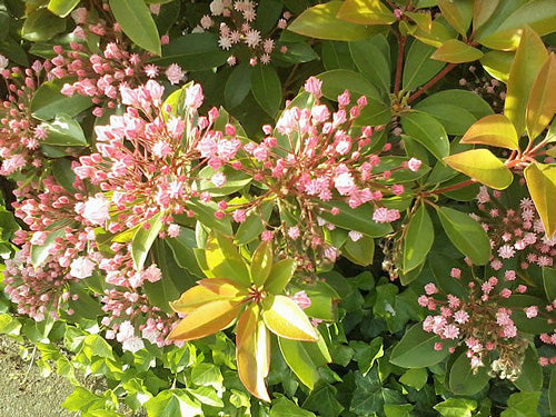 Kalmia latifolia | Mountain Laurel | 50 Seeds