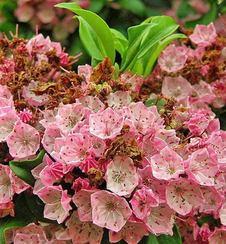 Kalmia latifolia | Mountain Laurel | 50 Seeds
