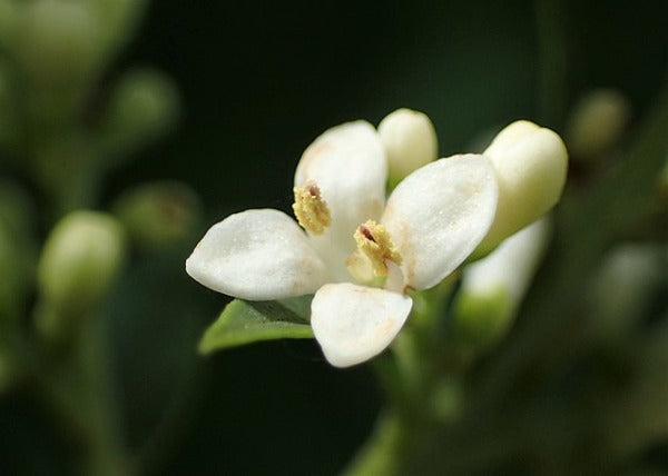 Ligustrum vulgare | Wild Privet | 20 Seeds