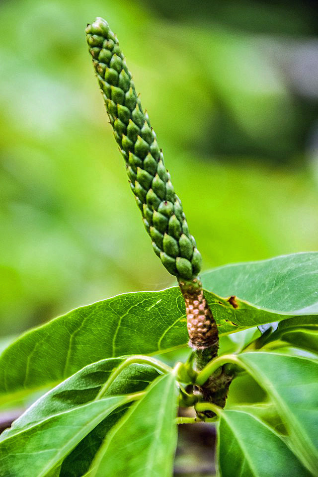 Magnolia biondii | Red Lotus Magnolia | 10 Seeds