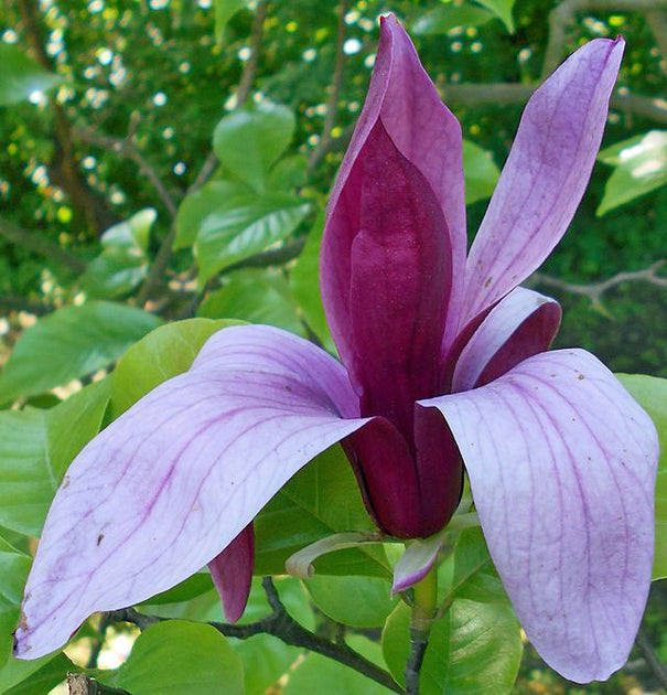 Magnolia liliiflora | Lily Magnolia | 10 Seeds