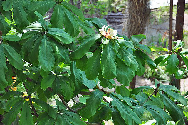 Magnolia officinalis | Houpo Magnolia | 5 Seeds