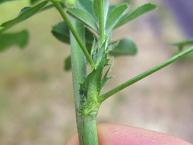 Medicago sativa | Alfalfa | 50 Seeds