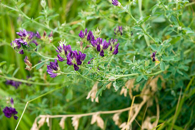 Medicago sativa | Alfalfa | 50 Seeds