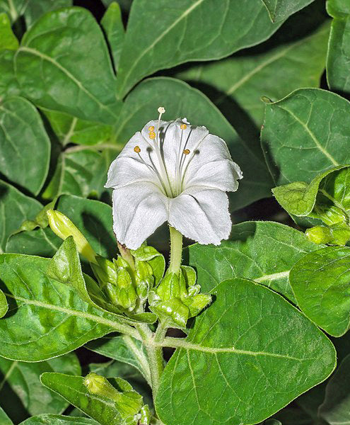 Mirabilis jalapa | White | Four O'Clock | 10 Seeds