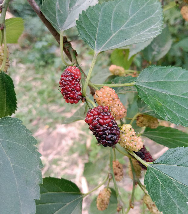 Morus alba | White Mulberry | 40 Seeds