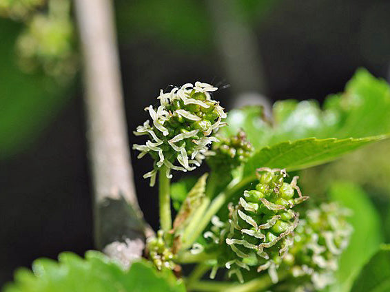 Morus alba | White Mulberry | 40 Seeds