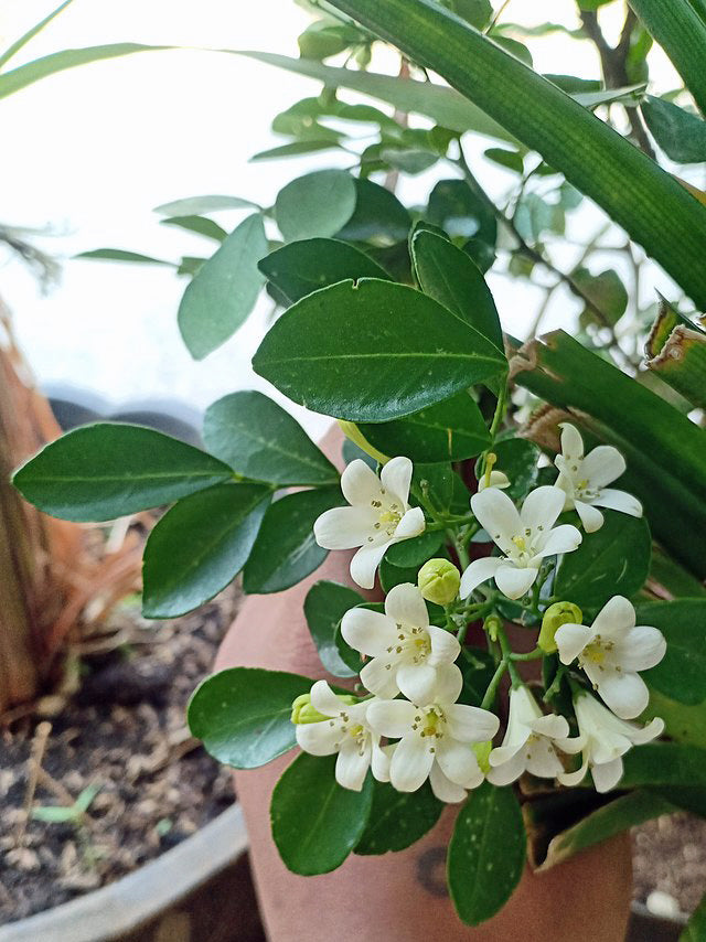 Murraya paniculata | Short Variety | Dwarf Orange Jasmine | 5 Seeds