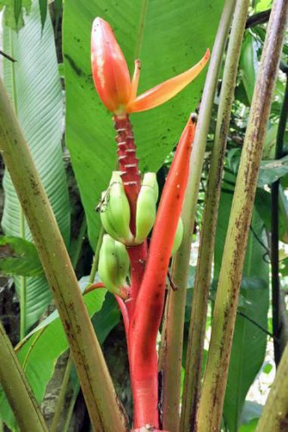 Musa aurantiaca | Orange Banana | 5 Seeds
