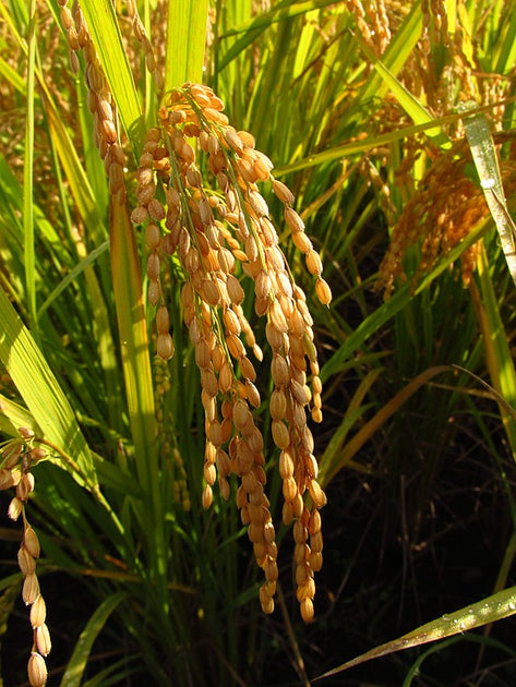 Oryza sativa | Magic Rice Of Assam | 10 Seeds