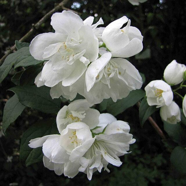 Philadelphus virginalis | Virgin's Bower | 20 Seeds