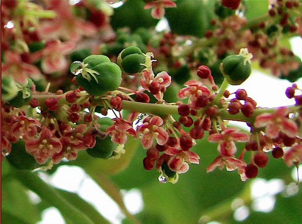 Phyllanthus acidus | Star Gooseberry | 5 Seeds