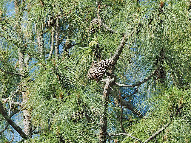 Pinus roxburghii | Chir Pine | 10 Seeds