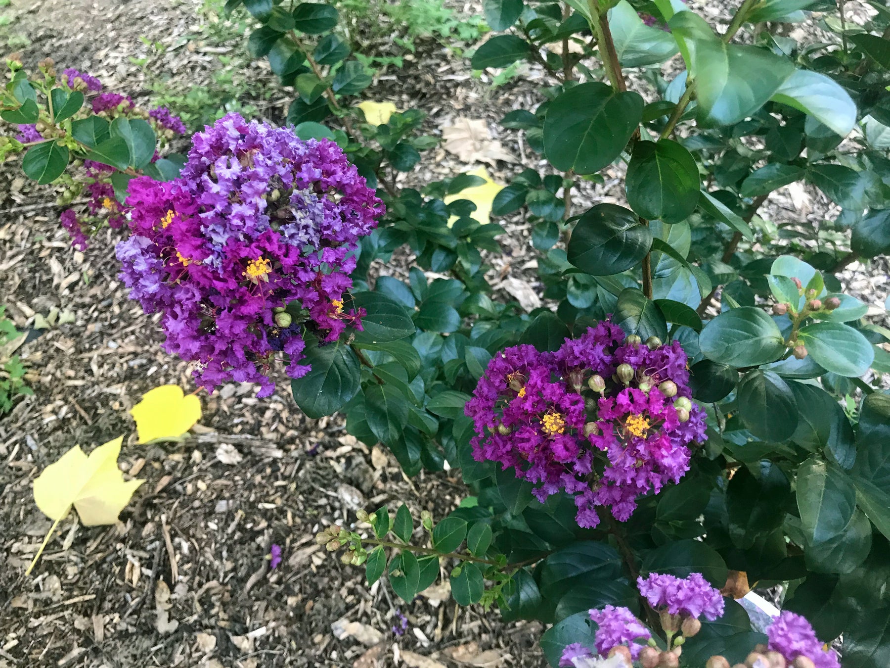 Lagerstroemia indica 'Purpurea' | Dwarf Purple Velvet Crape Myrtle | 1